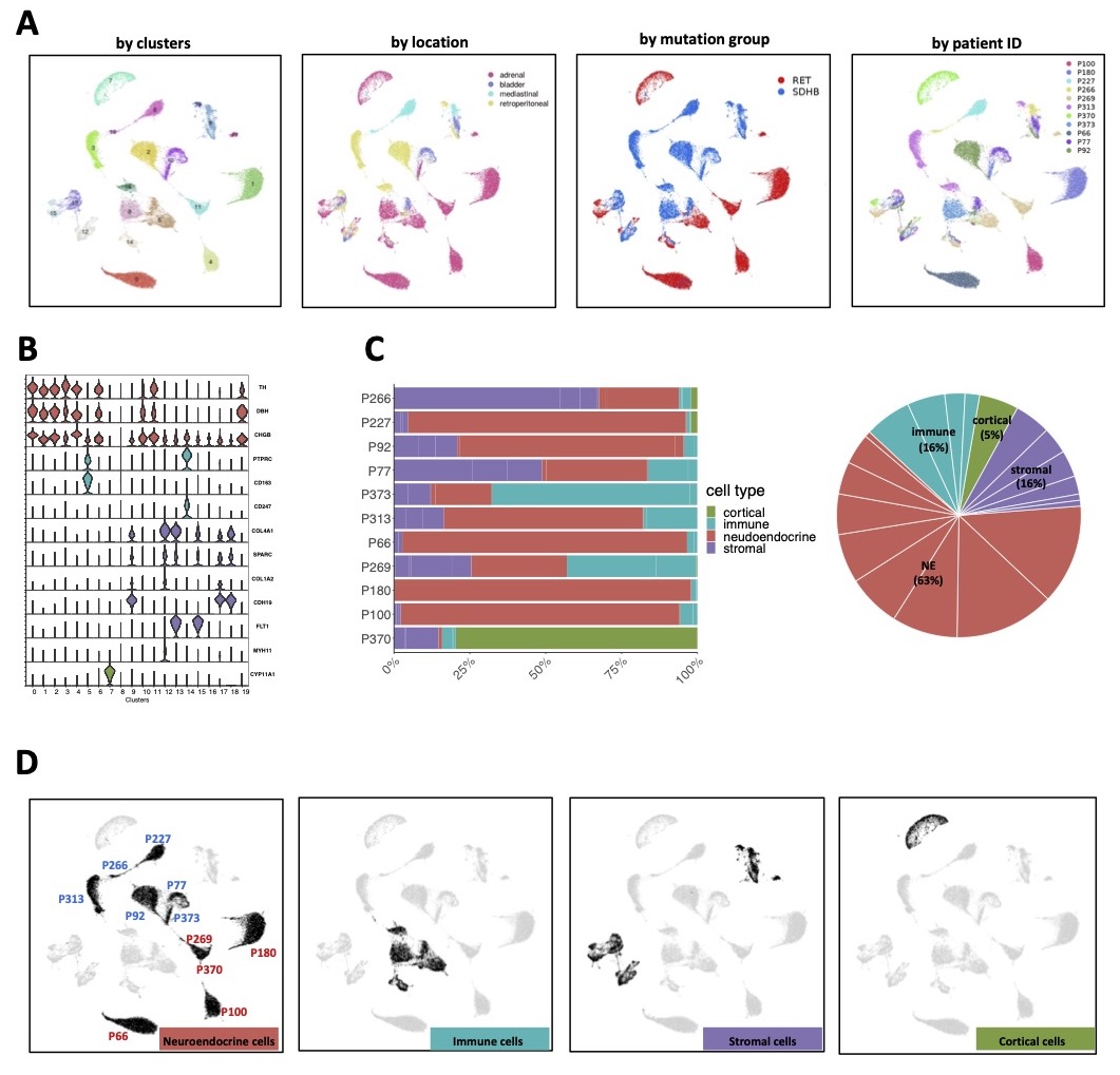 Extensive patient-to-patient single nuclei transcriptome heterogeneity ...