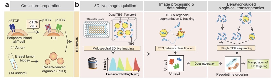 Uncovering the mode of action of engineered T cells in patient cancer ...