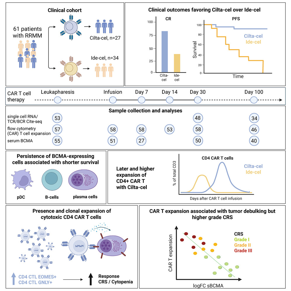A longitudinal single-cell atlas to predict outcome and toxicity after ...